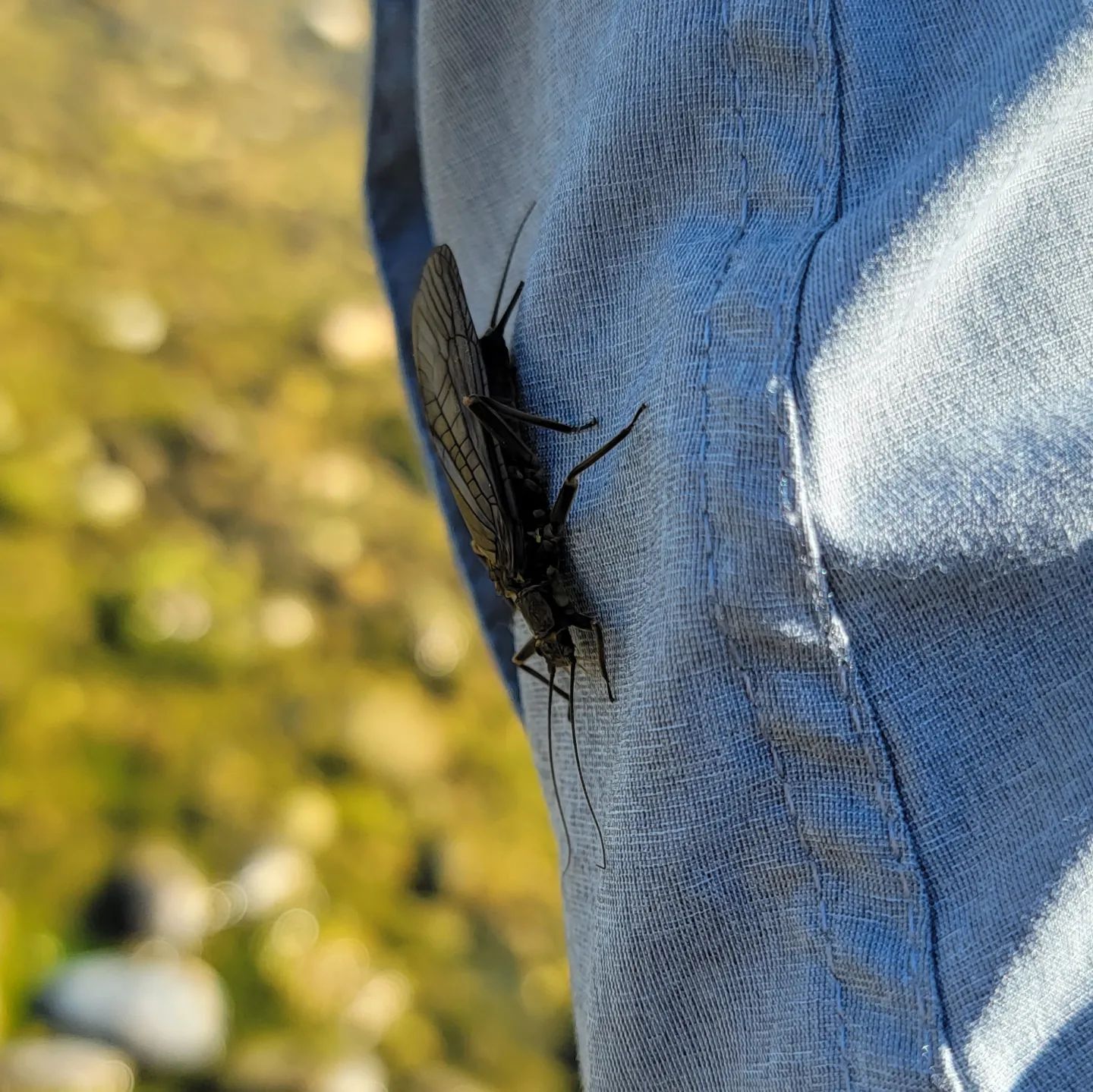 CA DFG Fishing Regulations: Feather River & American River – Keep Calm ...